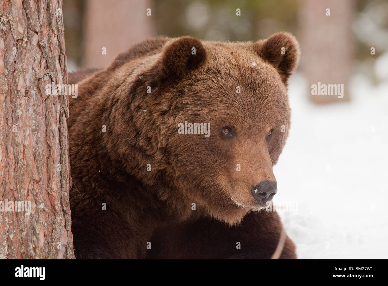 Eurasian brown bear in the snow in Taiga forest Stock Photo - Alamy