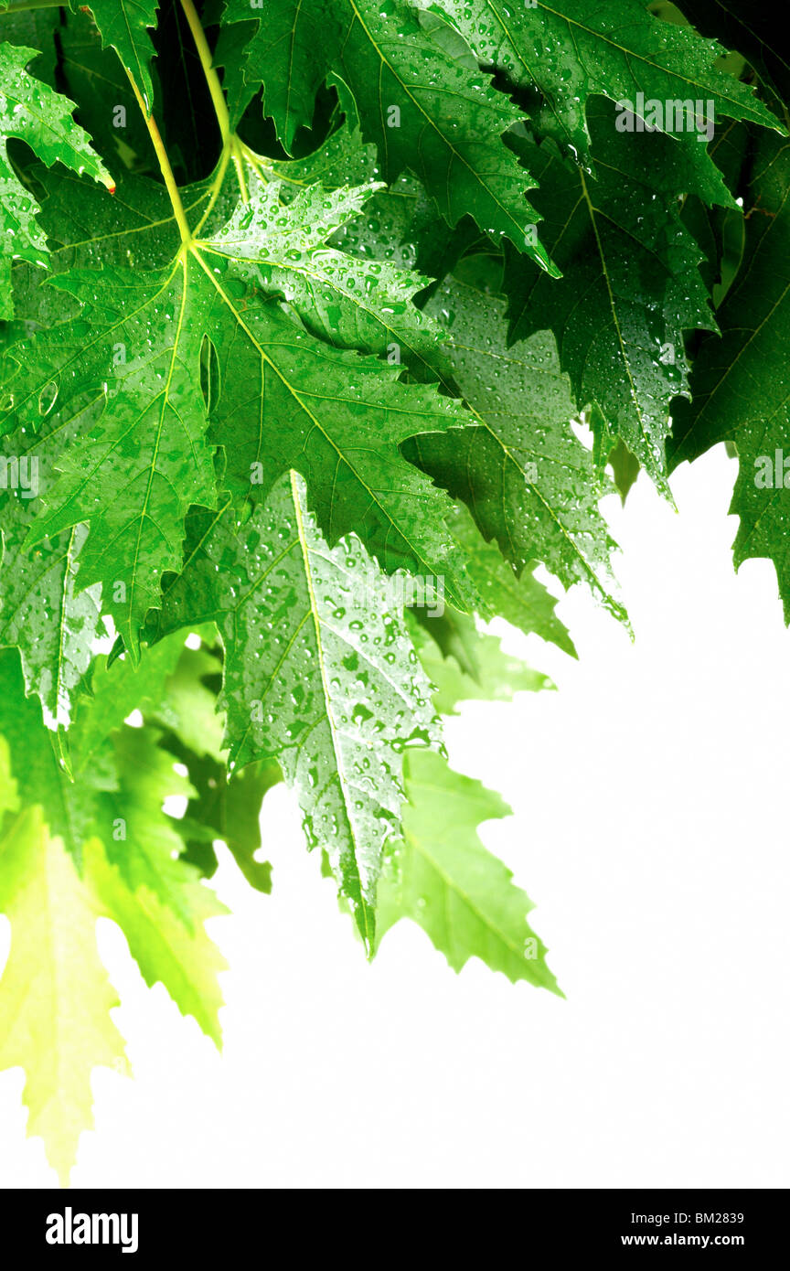 Green fresh maple leaves Stock Photo - Alamy