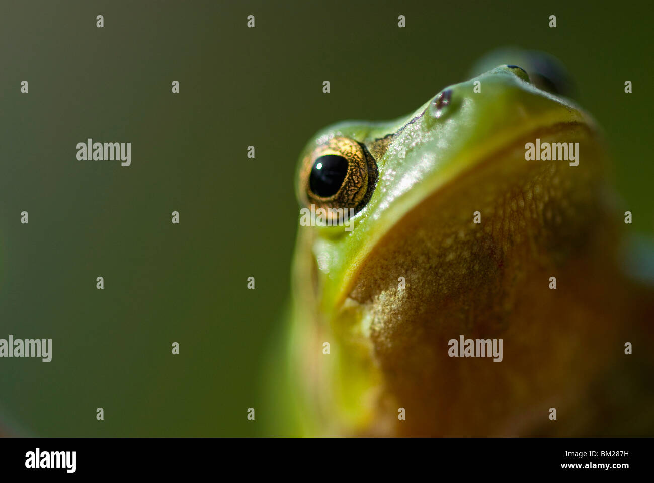 European tree frog hi-res stock photography and images - Alamy