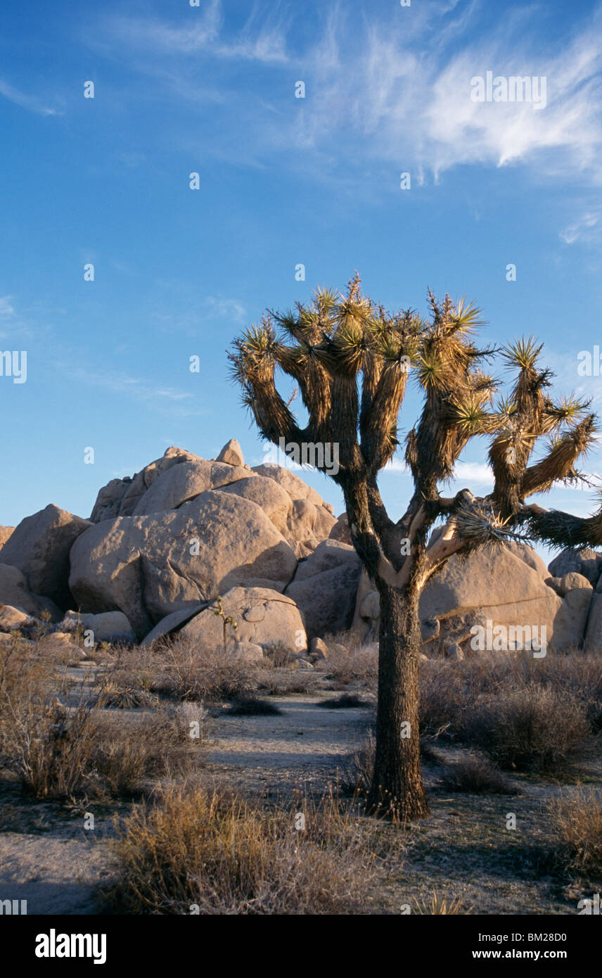 Joshua tree (Yucca brevifolia) in a desert, Joshua Tree National ...
