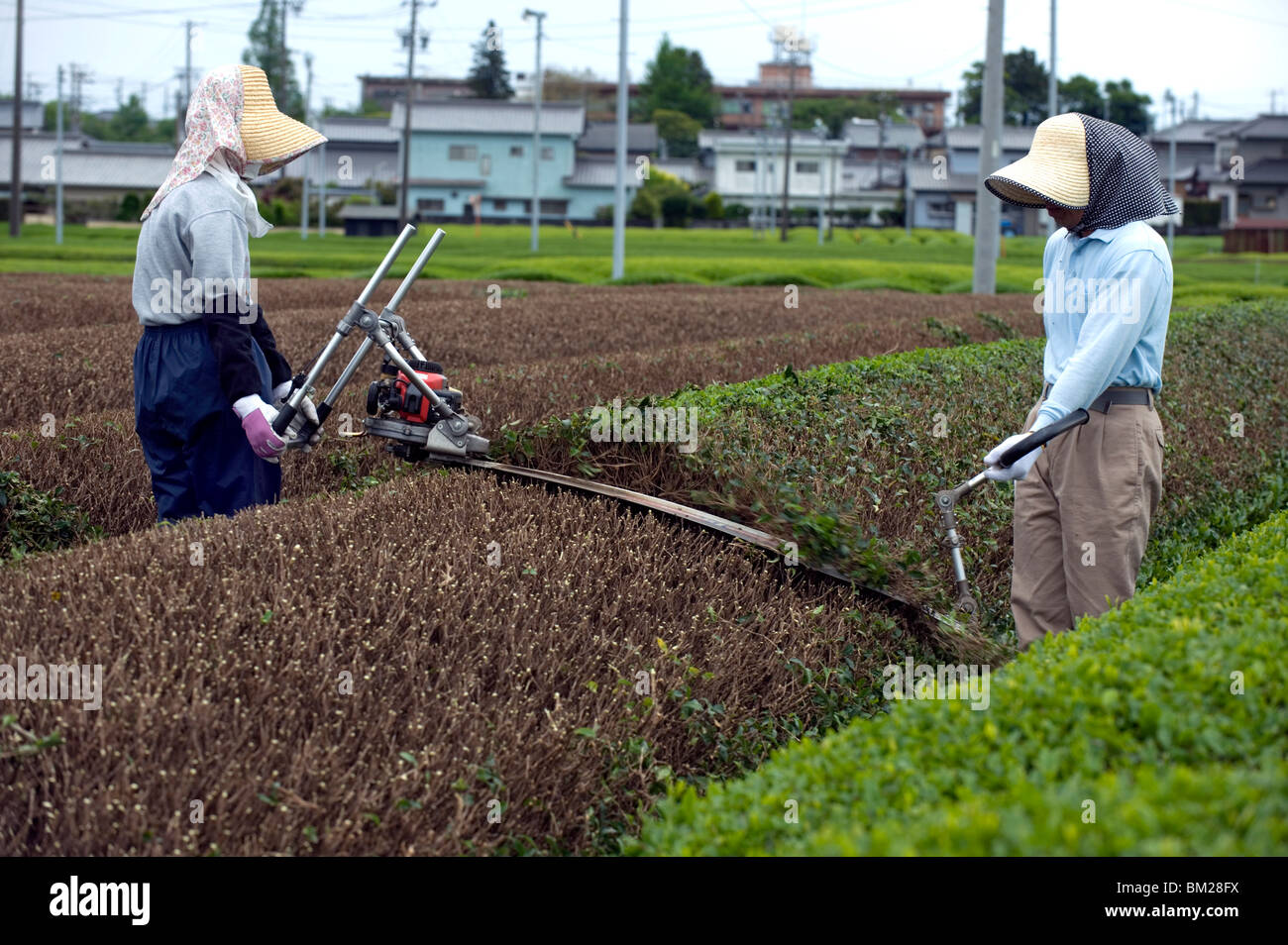 Japanese workers green tea hi-res stock photography and images - Alamy