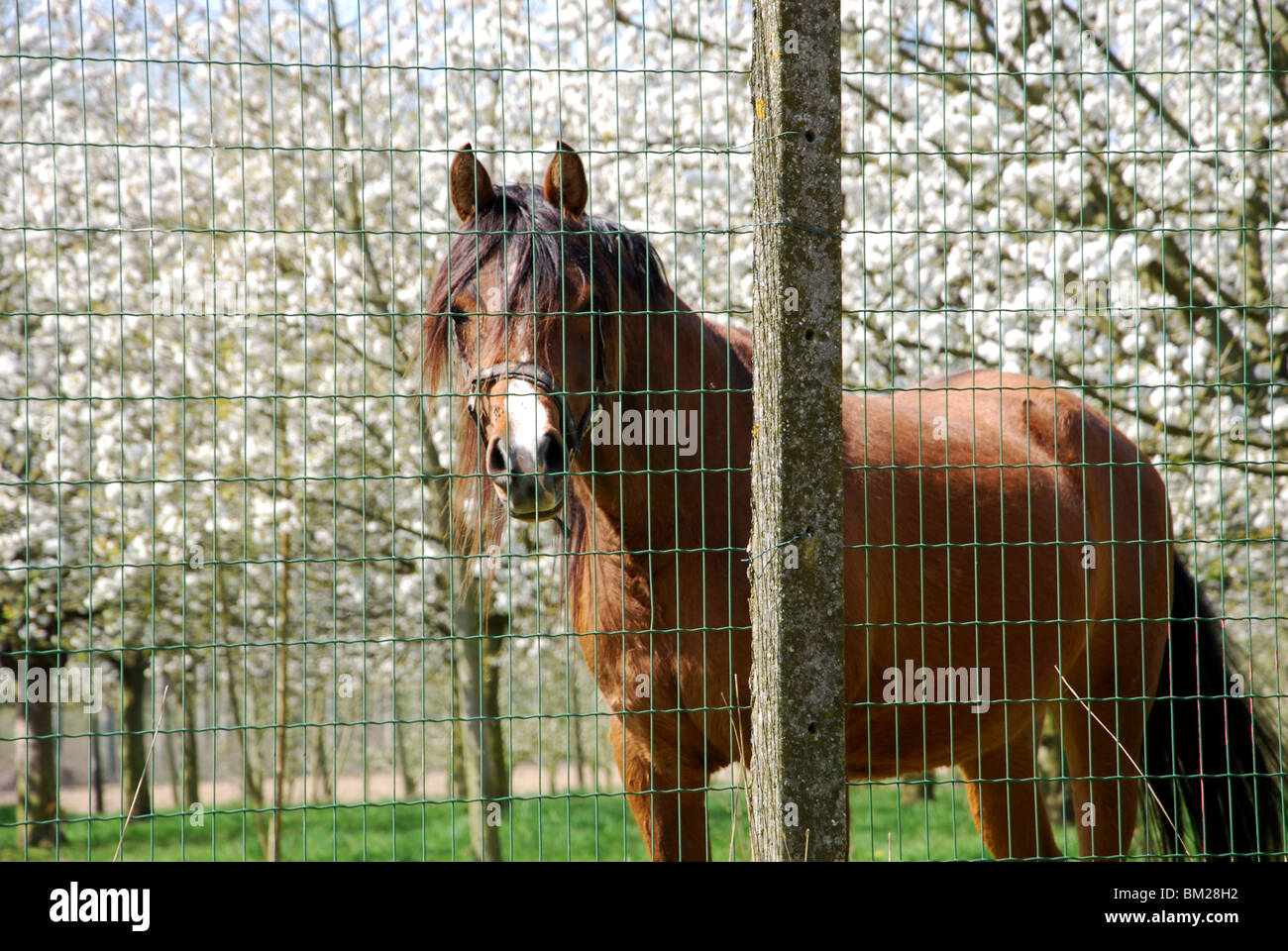 White horse sun behind hi-res stock photography and images - Alamy