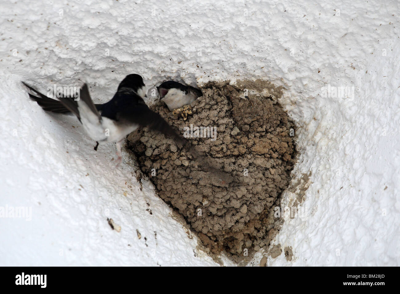 Baby house martin hi-res stock photography and images - Alamy