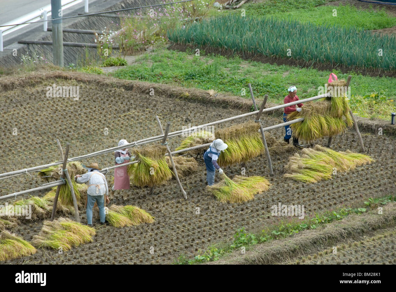 Drying out rice hi-res stock photography and images - Alamy