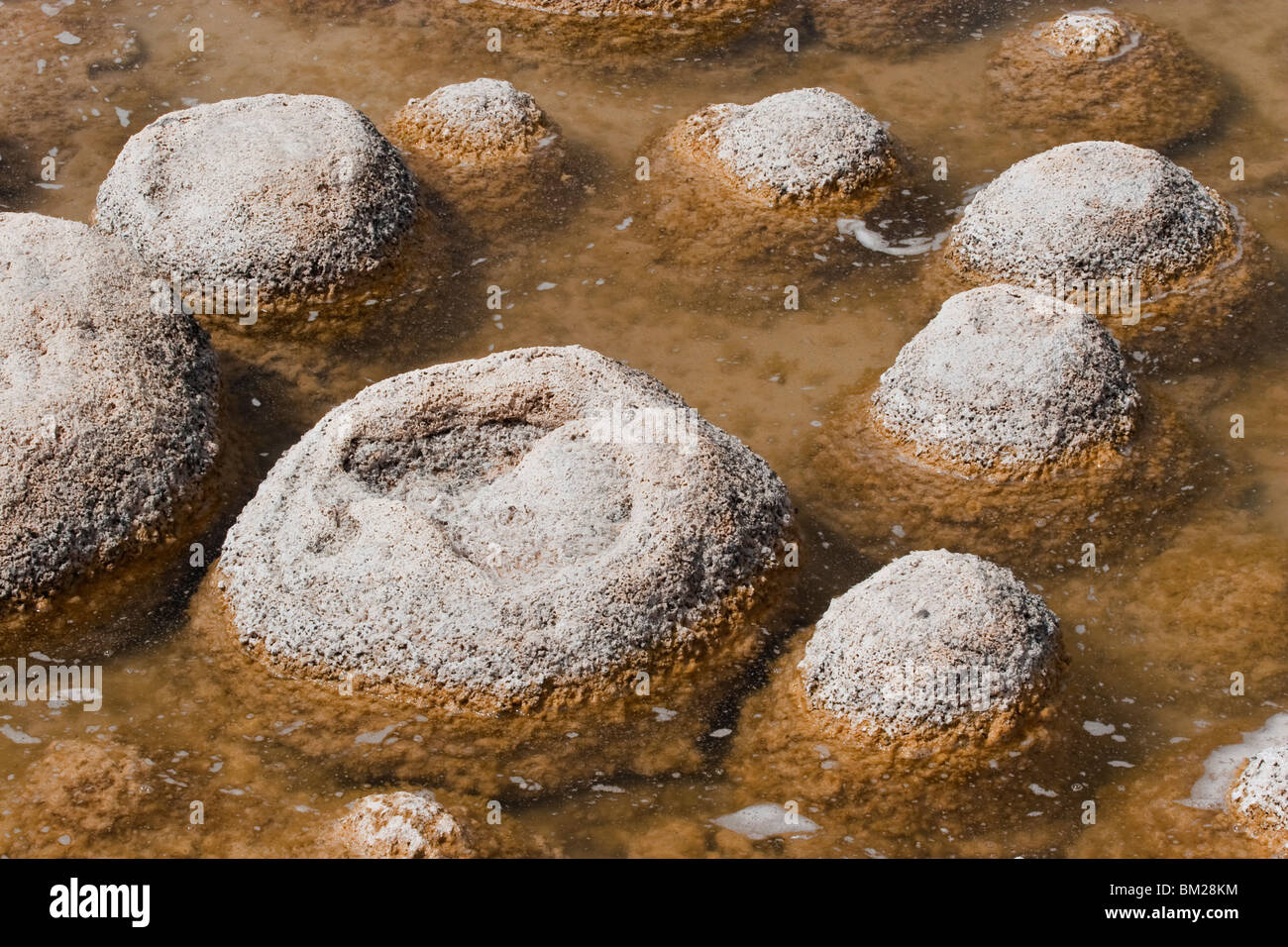 Thrombolites, a variey of microbialite or living rock, Lake Clifton ...