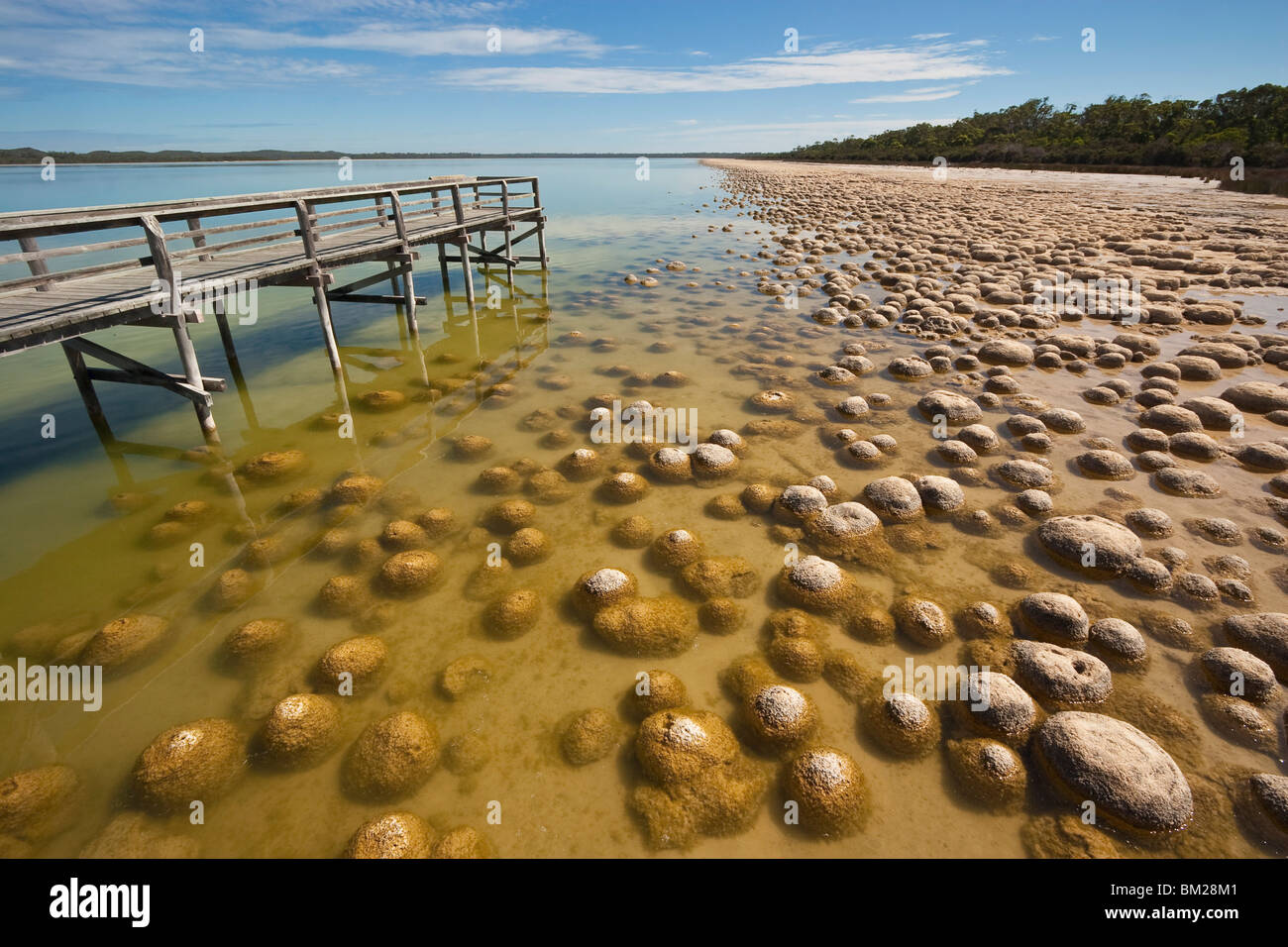 Thrombolites, a variey of microbialite or living rock, Lake Clifton ...