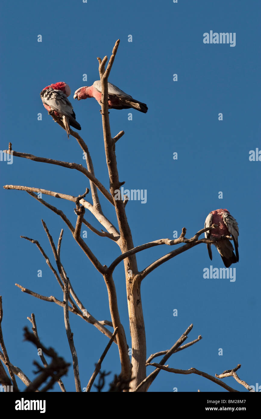 Three galahs or rose-breasted cockatoos (Eolophus roseicapilla), in a ...
