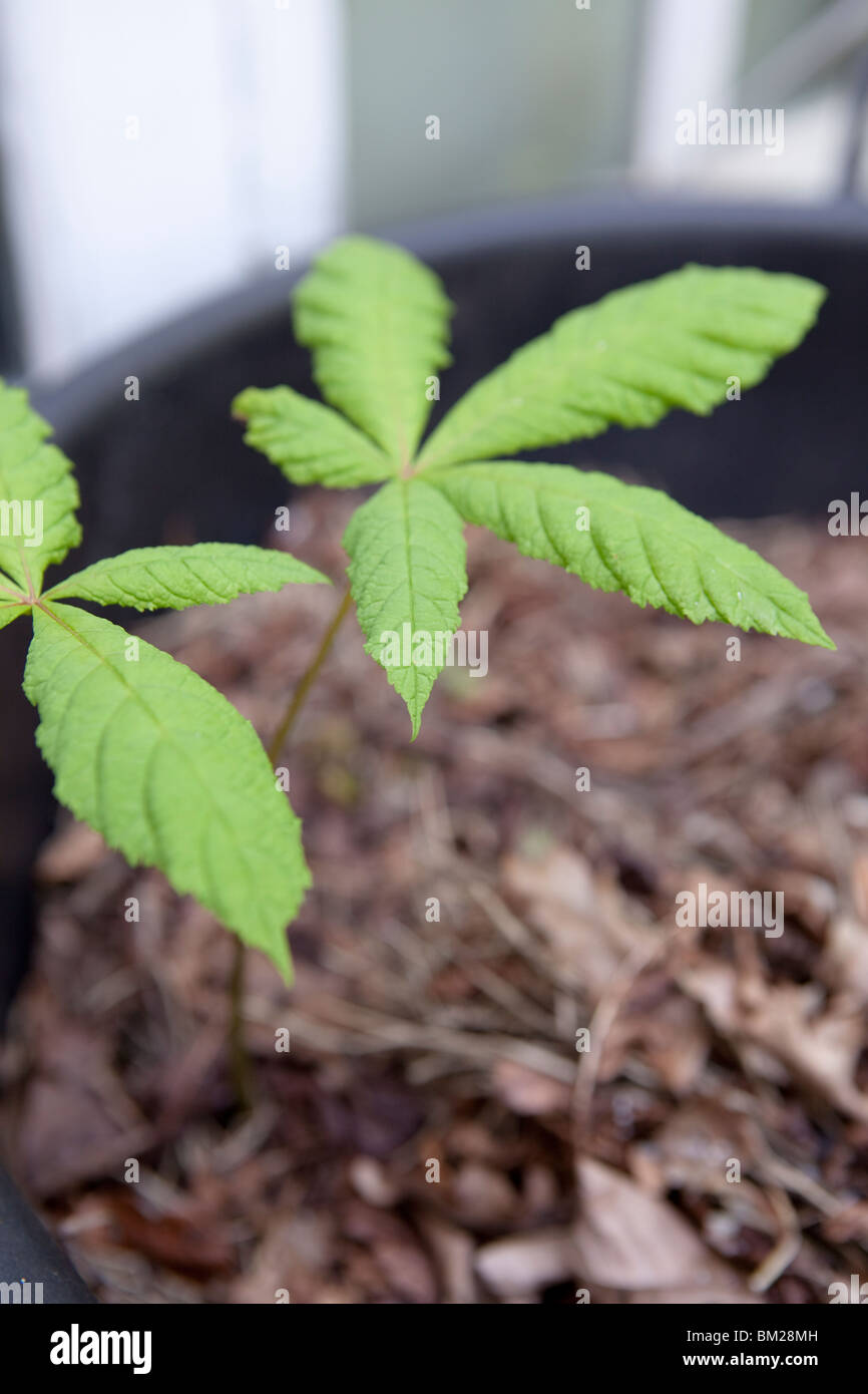 Conker tree, horse chestnut seedling Stock Photo - Alamy