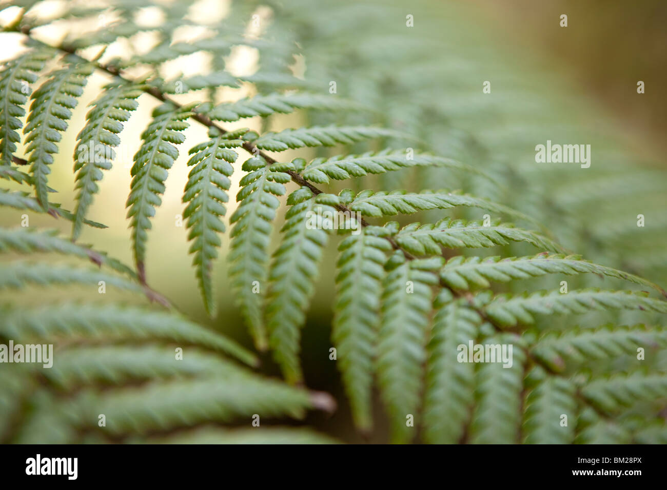 Dicksonia antarctica Soft Tree Fern leaf detail close up Stock Photo ...