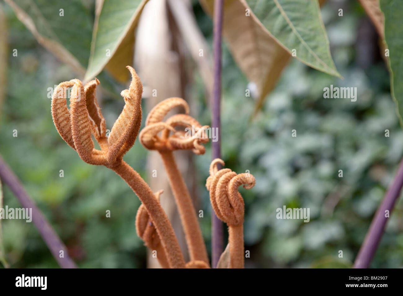 Schefflera macrophylla hi-res stock photography and images - Alamy