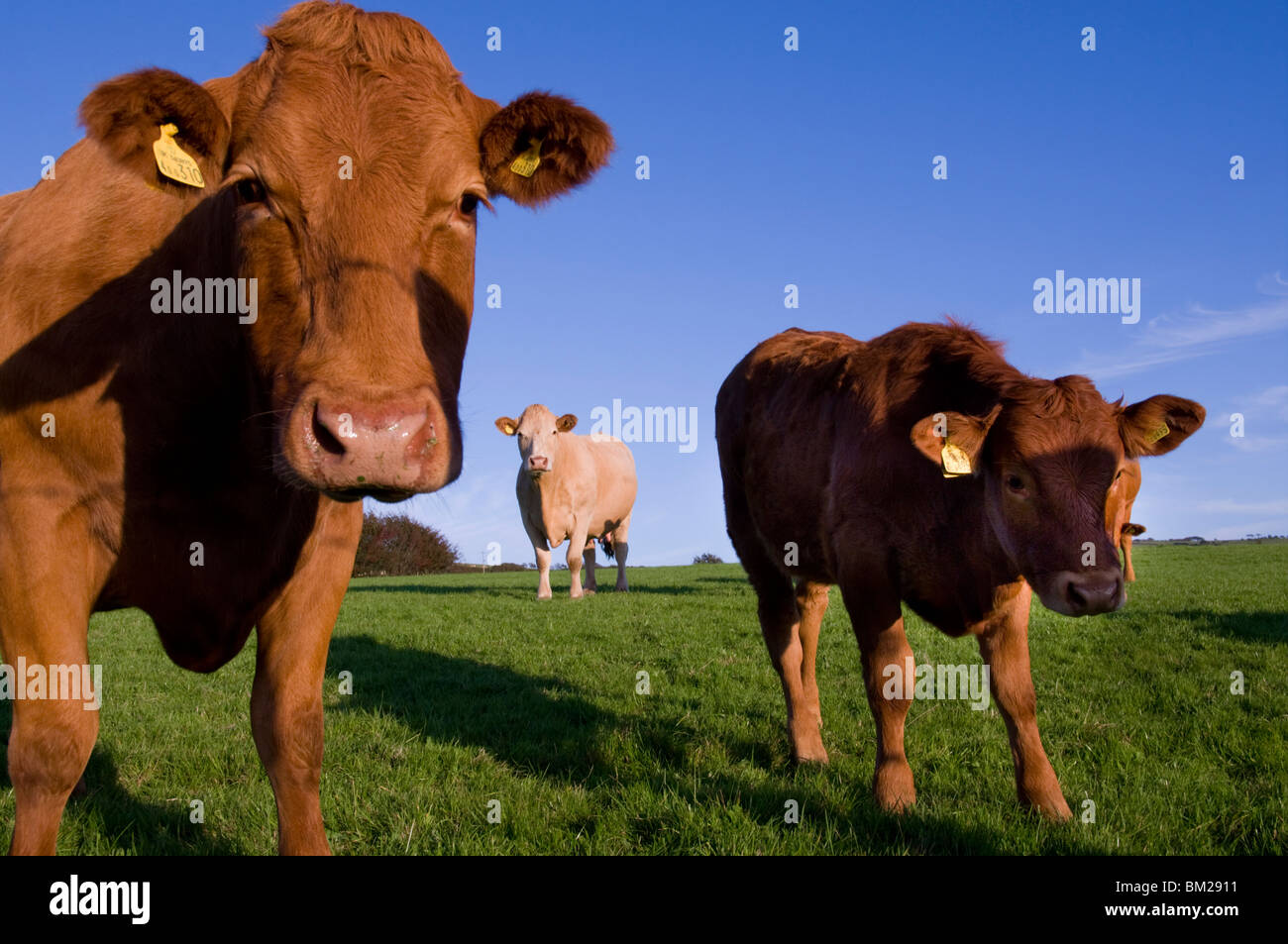 North devon cattle north devon cow hi-res stock photography and images ...