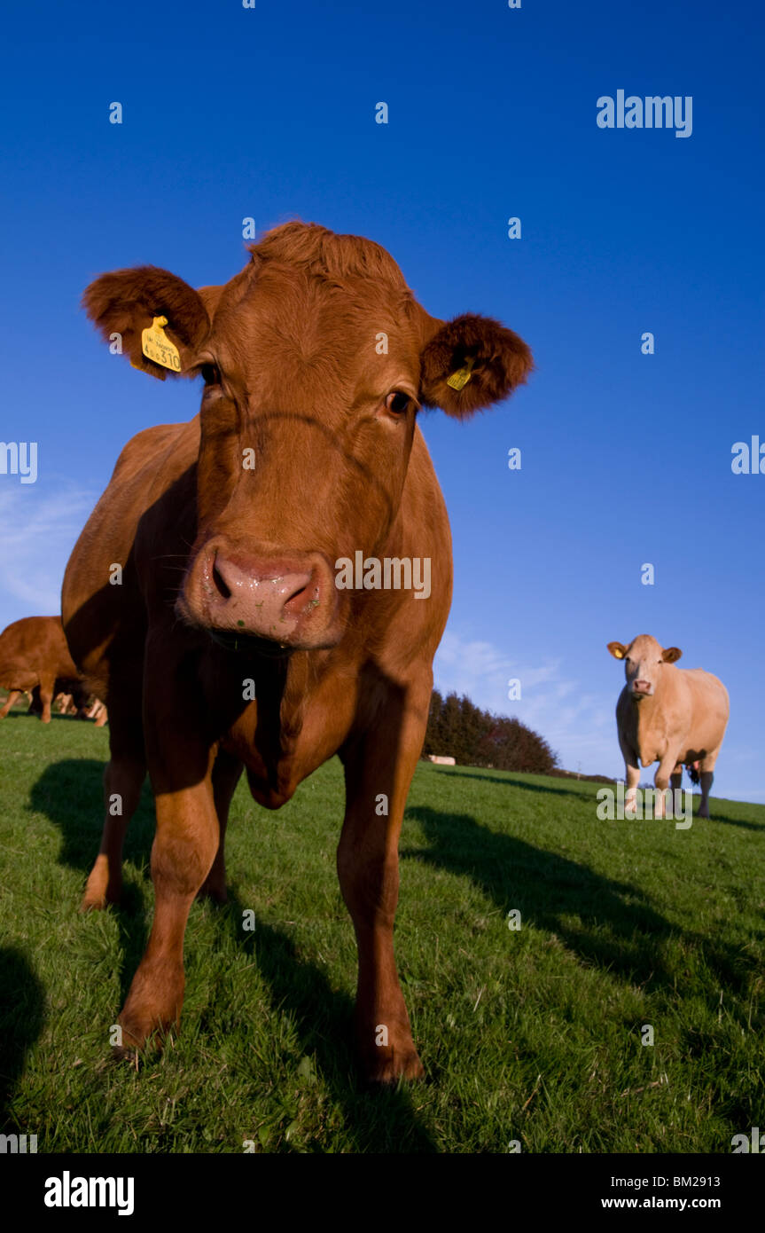 North devon cattle hi-res stock photography and images - Alamy