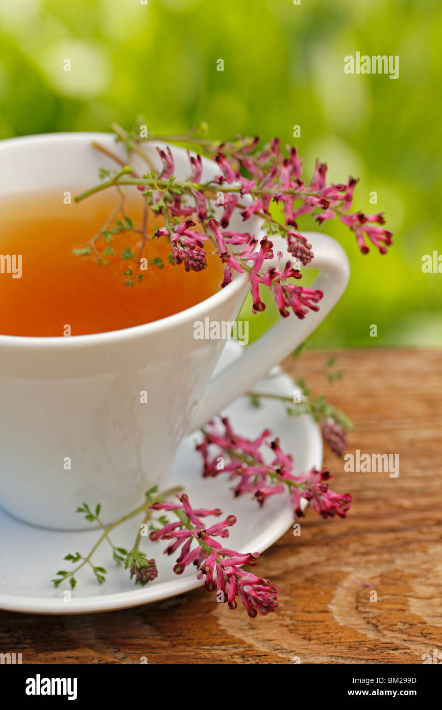 Fumitory infusion Fumaria officinalis Stock Photo - Alamy