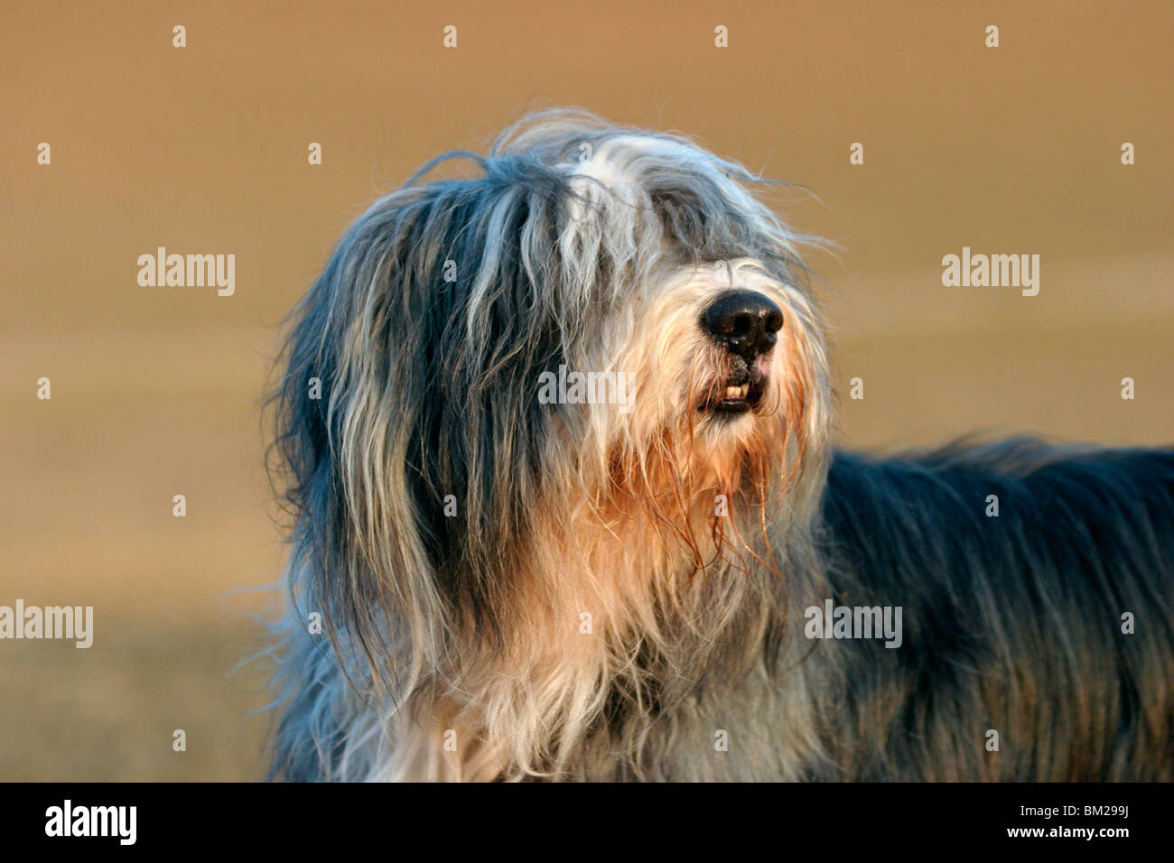 Bearded Collie Portrait Stock Photo - Alamy