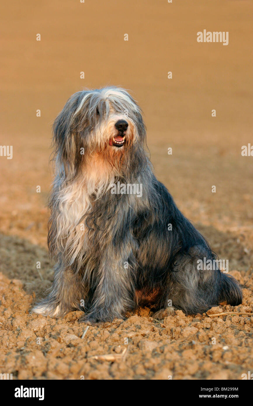 Adult male beardie hi-res stock photography and images - Alamy