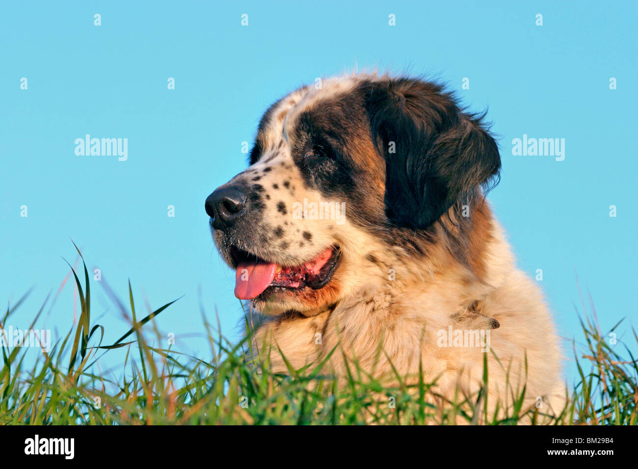 Animals moscow watchdog portrait hi-res stock photography and images ...