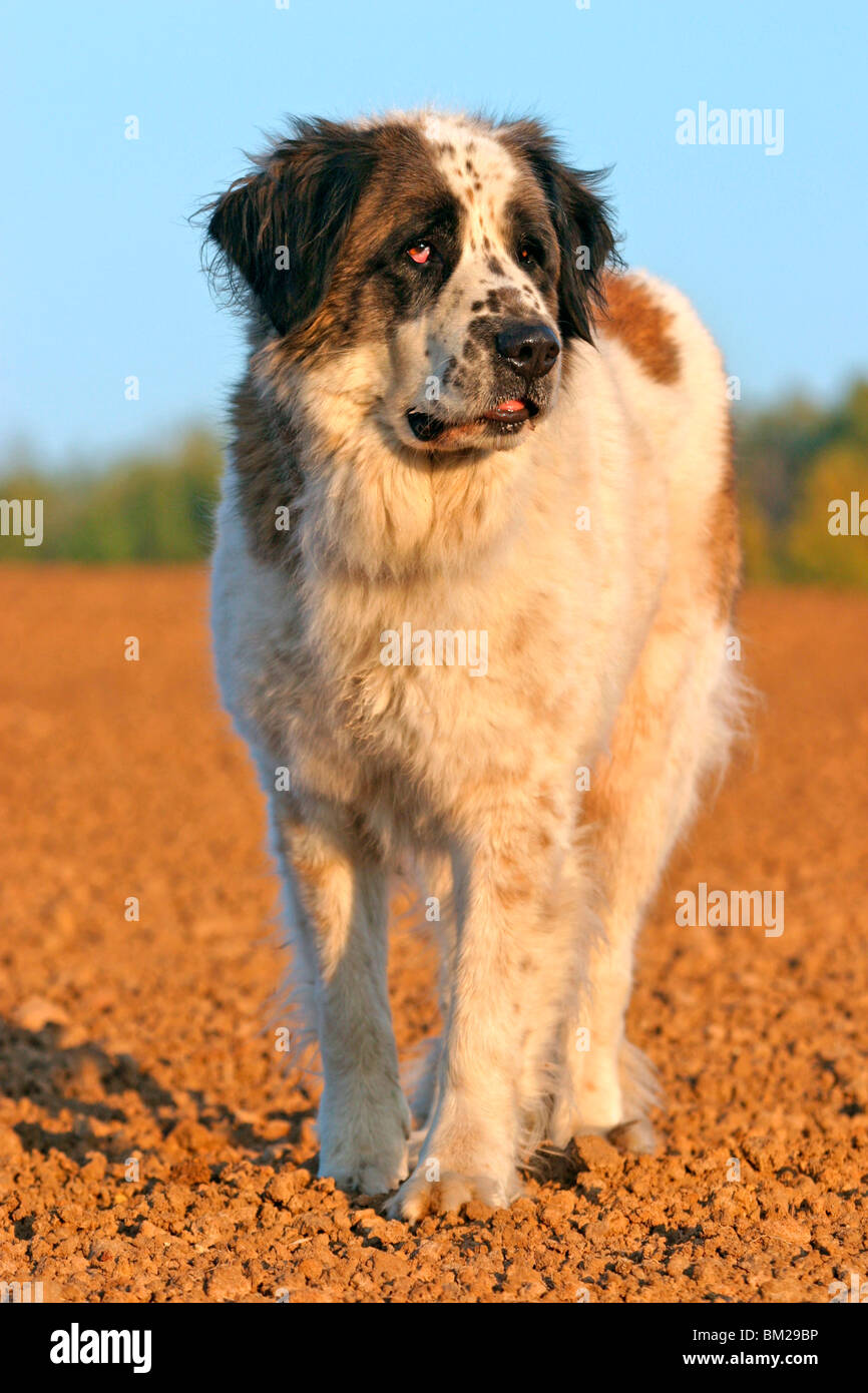 Moskauer wachhund moscow watchdog hi-res stock photography and images ...
