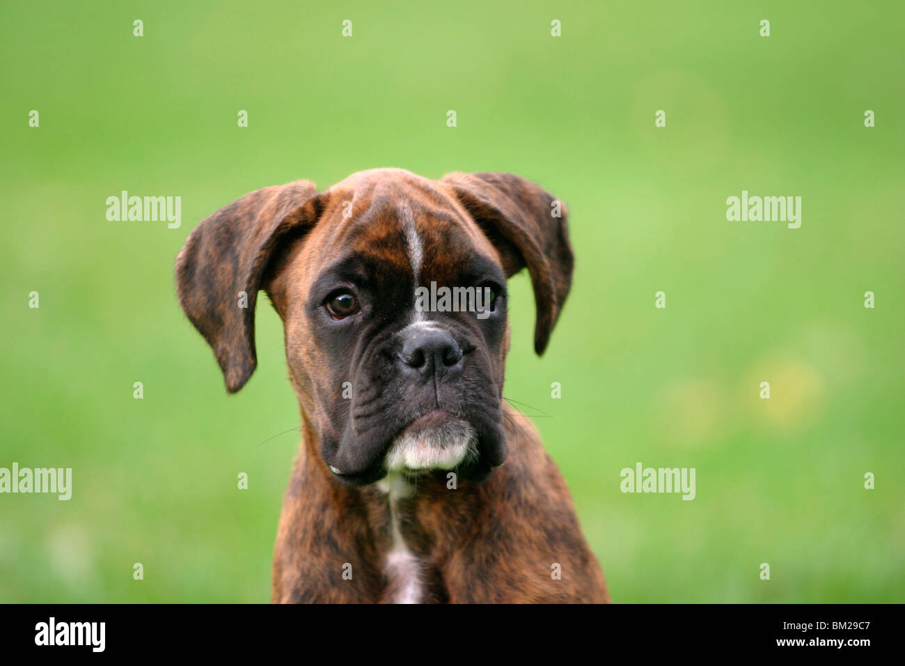 Deutscher Boxer Welpe / Puppy Stock Photo - Alamy
