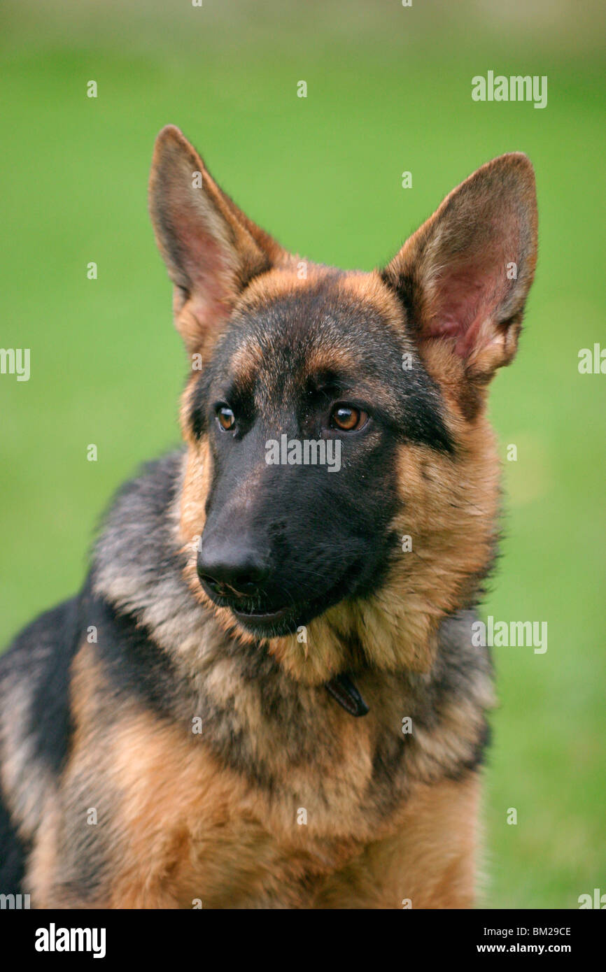 Deutscher Schäferhund / German Shepherd Portrait Stock Photo - Alamy