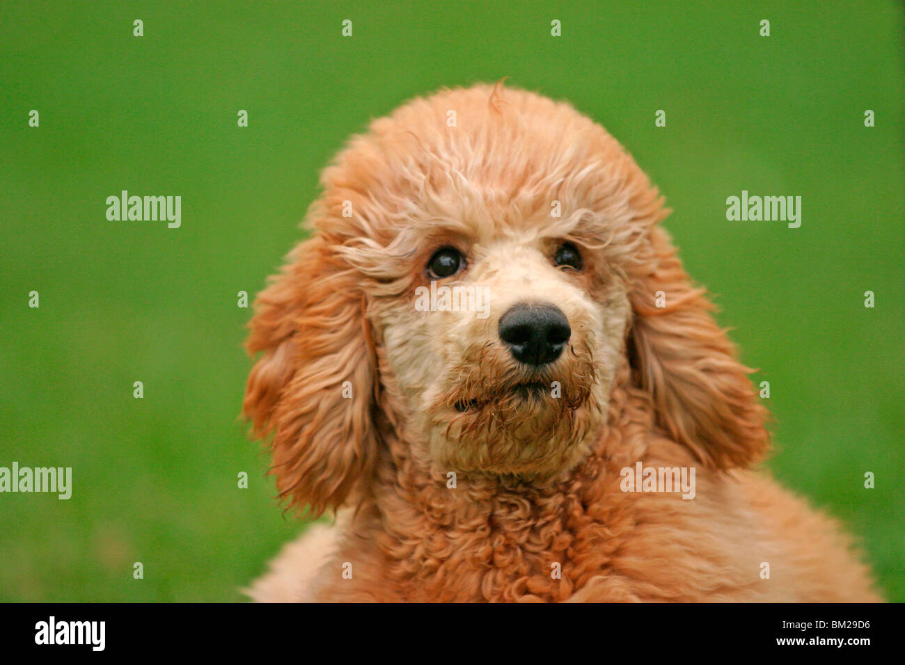 Königspudel / Poodle Portrait Stock Photo - Alamy