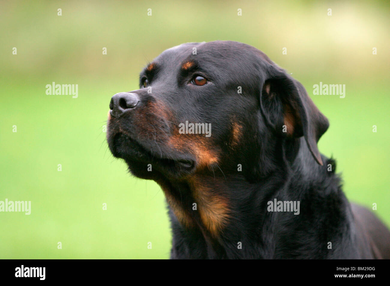 Rottweiler hund hi-res stock photography and images - Alamy