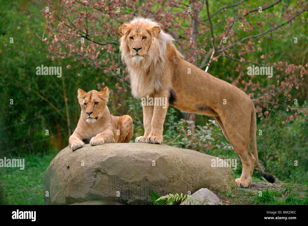 Lowin lowe lion lioness hi-res stock photography and images - Alamy