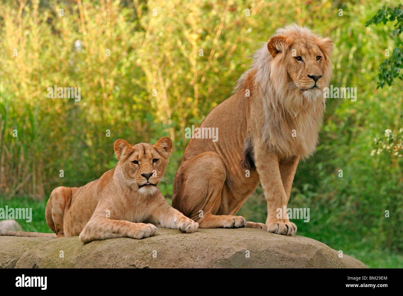 2 lions hi-res stock photography and images - Alamy