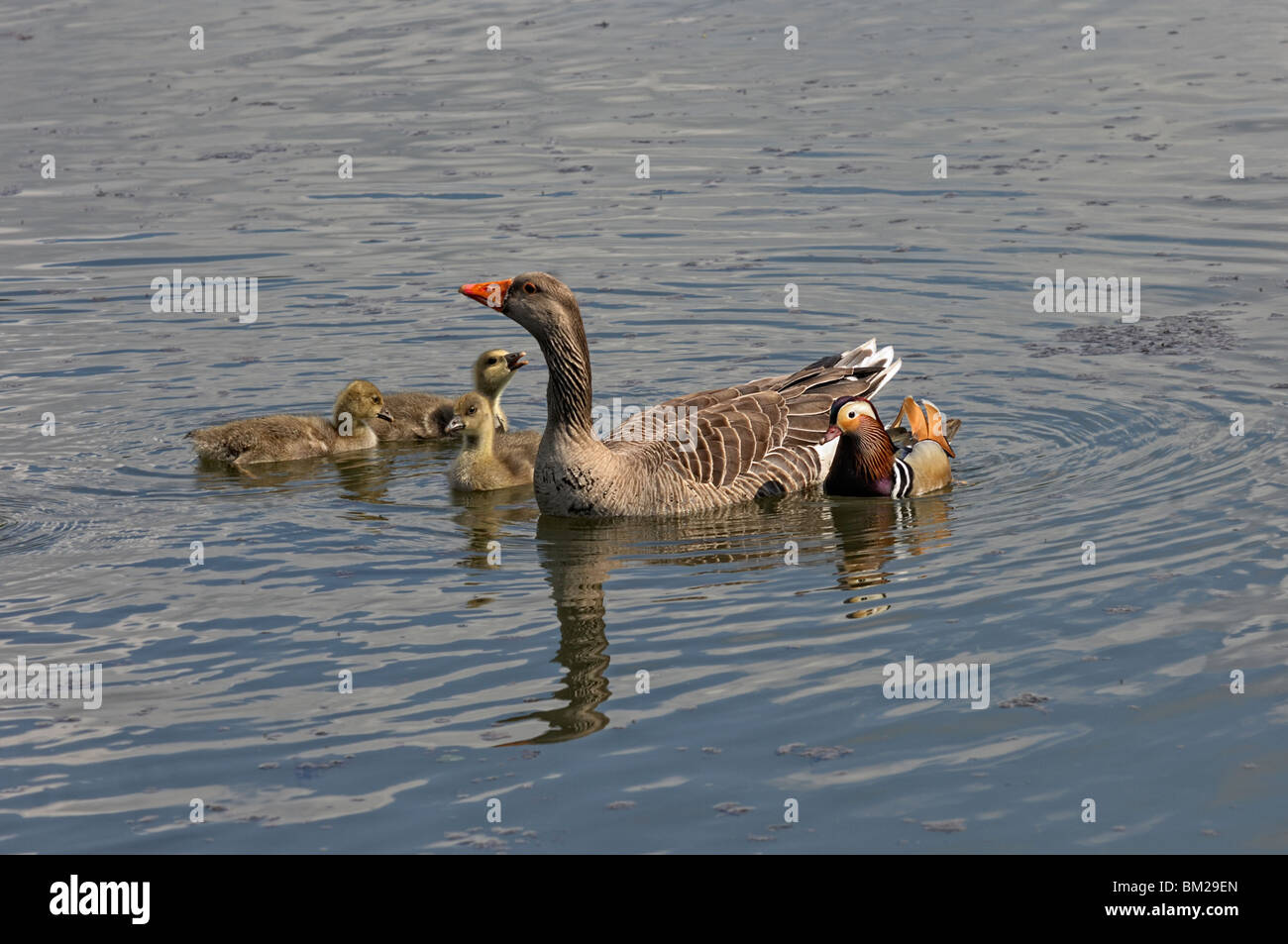 Mandarin duck with its 'adopted' family of greylag goose and goslings ...