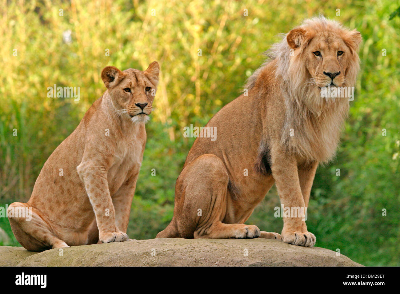 Lowin lowe lion lioness hi-res stock photography and images - Alamy