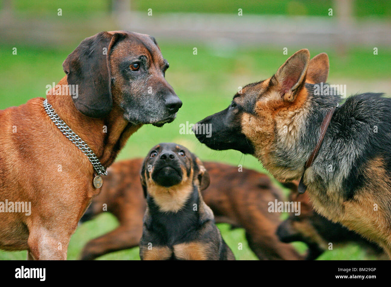 Hunde / dogs Stock Photo - Alamy