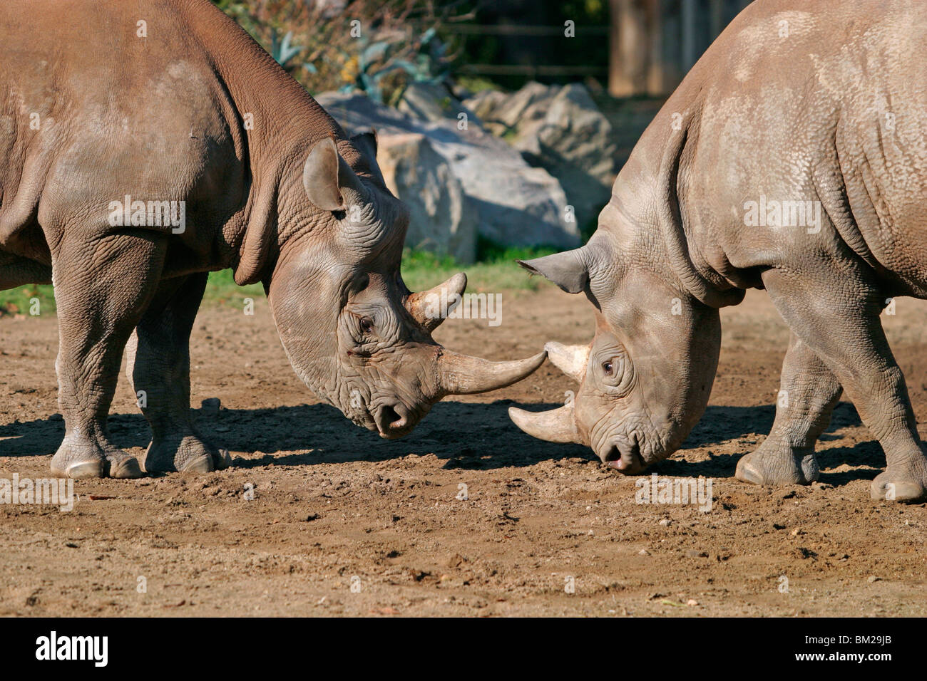 Rhinos fighting hi-res stock photography and images - Alamy