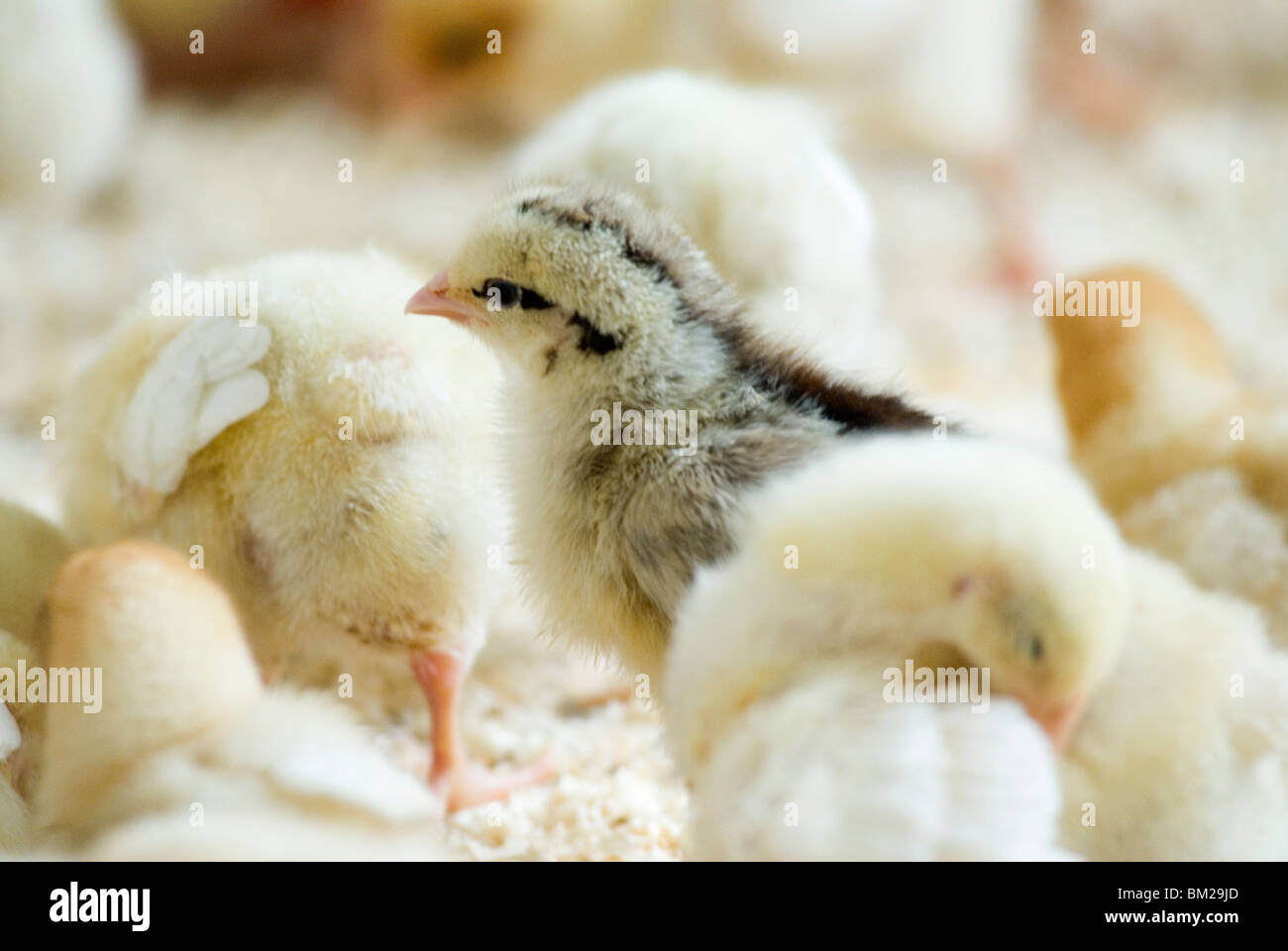 Free range week old baby chicks, interior of heated breeding shed UK ...