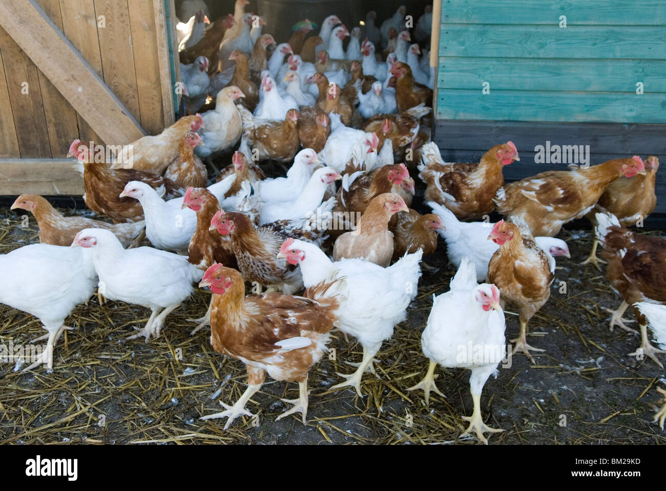 Free range chickens farm hi-res stock photography and images - Alamy