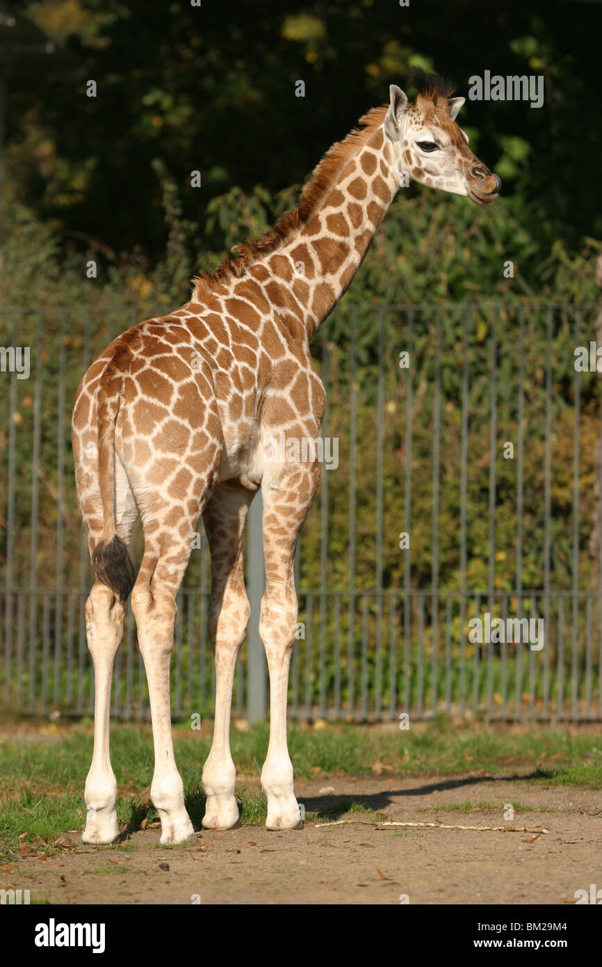 Rothschildgiraffe Junges / young giraffe Stock Photo - Alamy