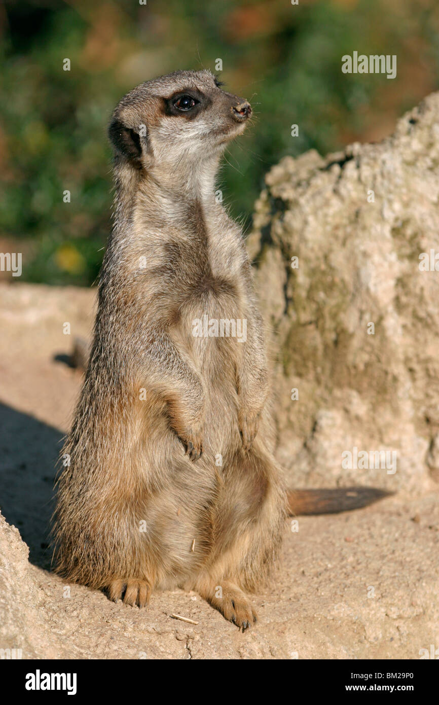 Wilder beast hi-res stock photography and images - Alamy