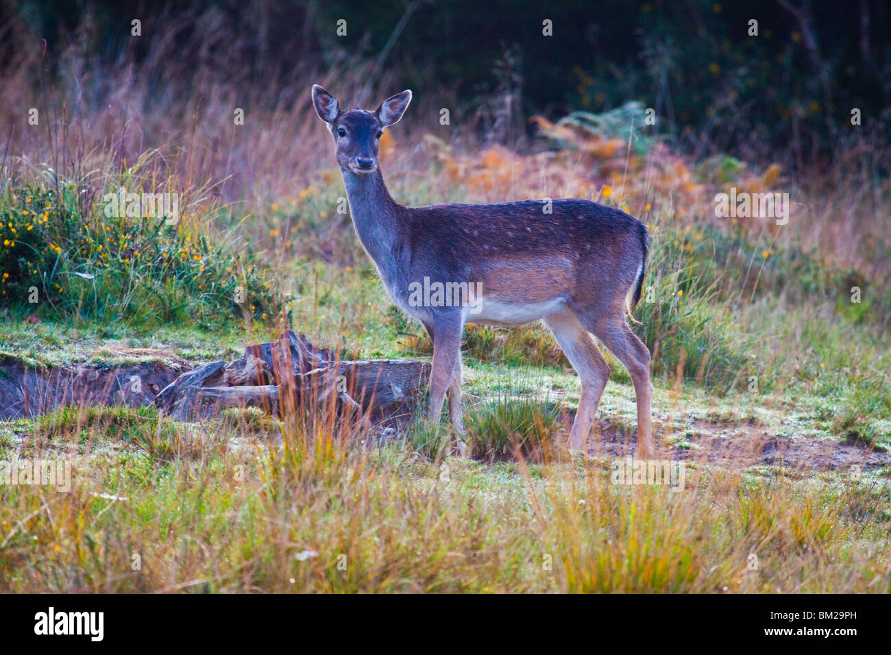 Fallow Deer doe in early morning light Stock Photo - Alamy