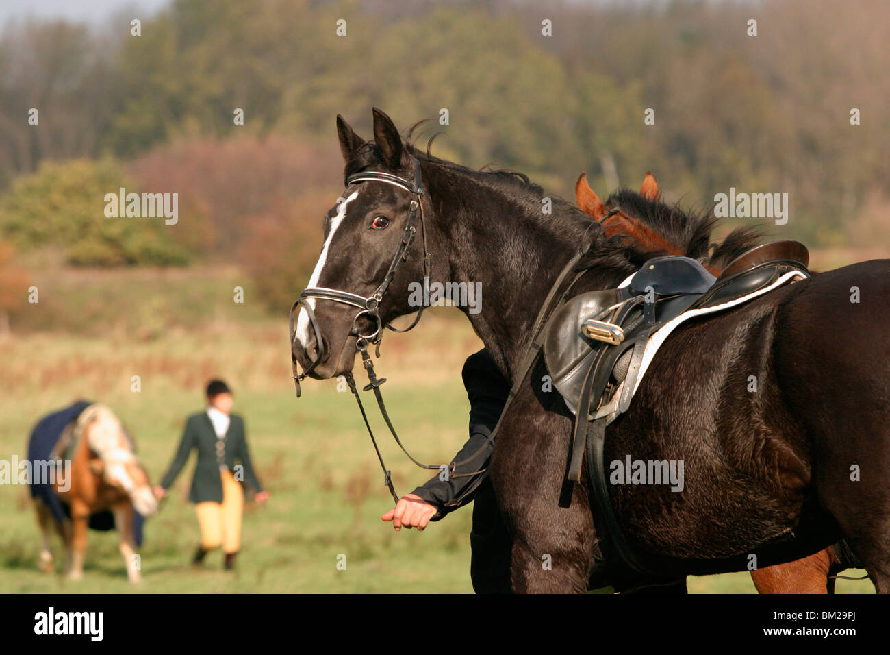 Human animal hunt hi-res stock photography and images - Alamy