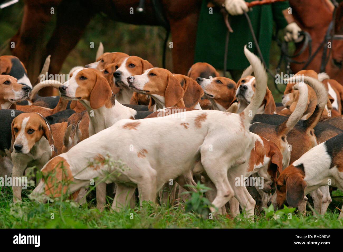 Fuchsjagd mit Beaglemeute / fox hounting with beagle mob Stock Photo ...