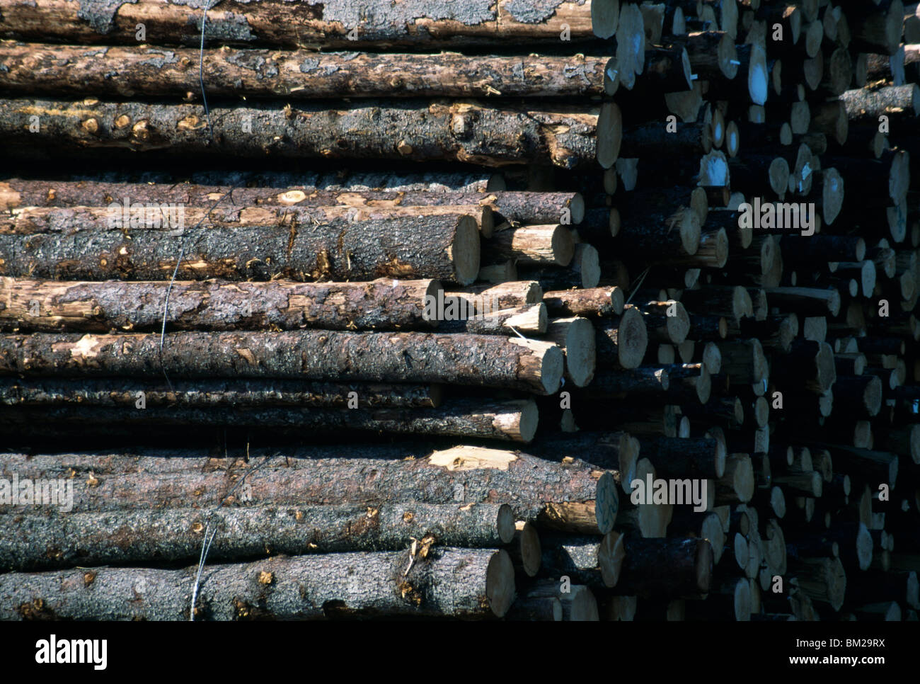 Stack of firewood in a lumberyard Stock Photo - Alamy