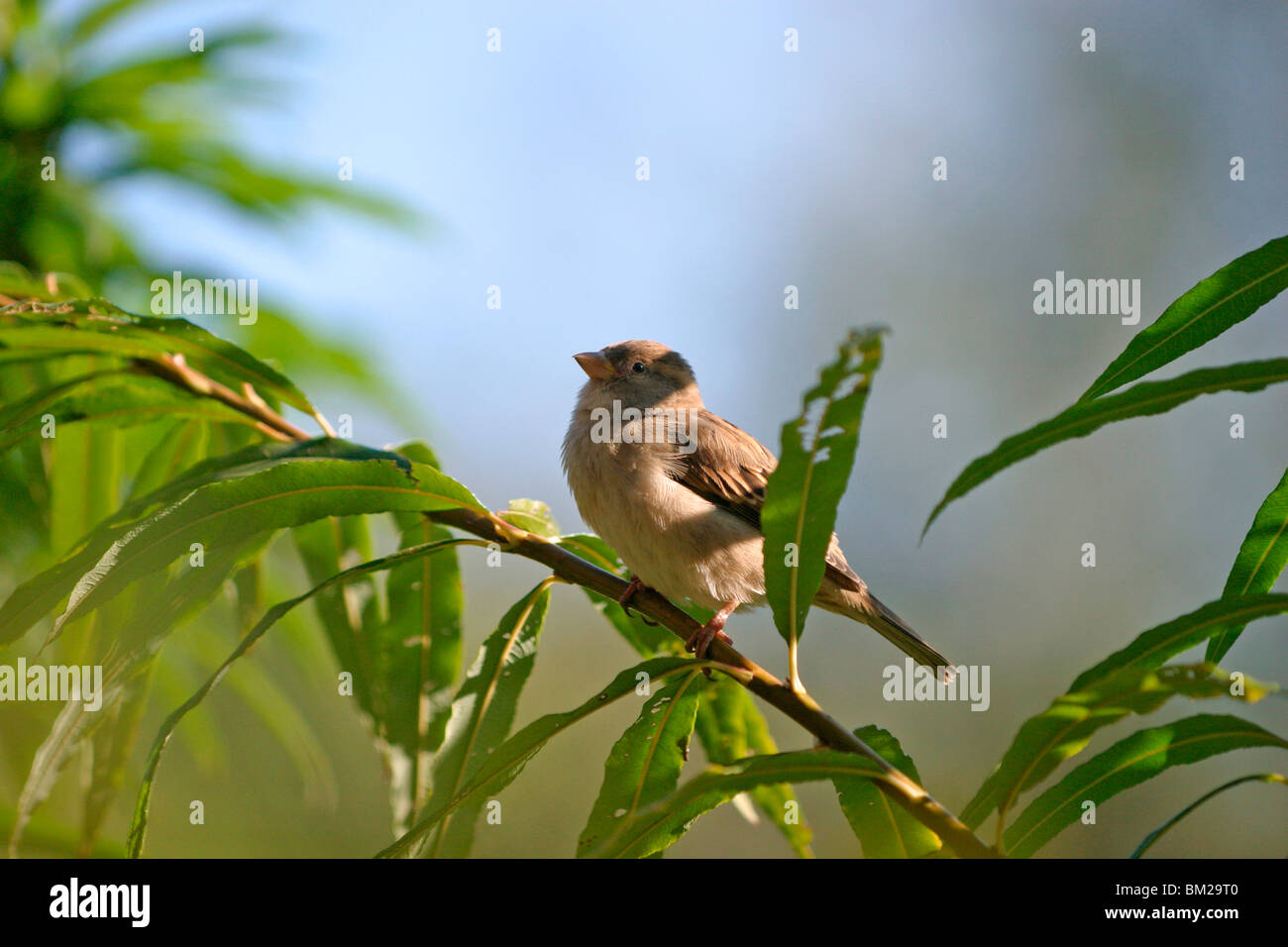 Spatz / sparrow Stock Photo - Alamy