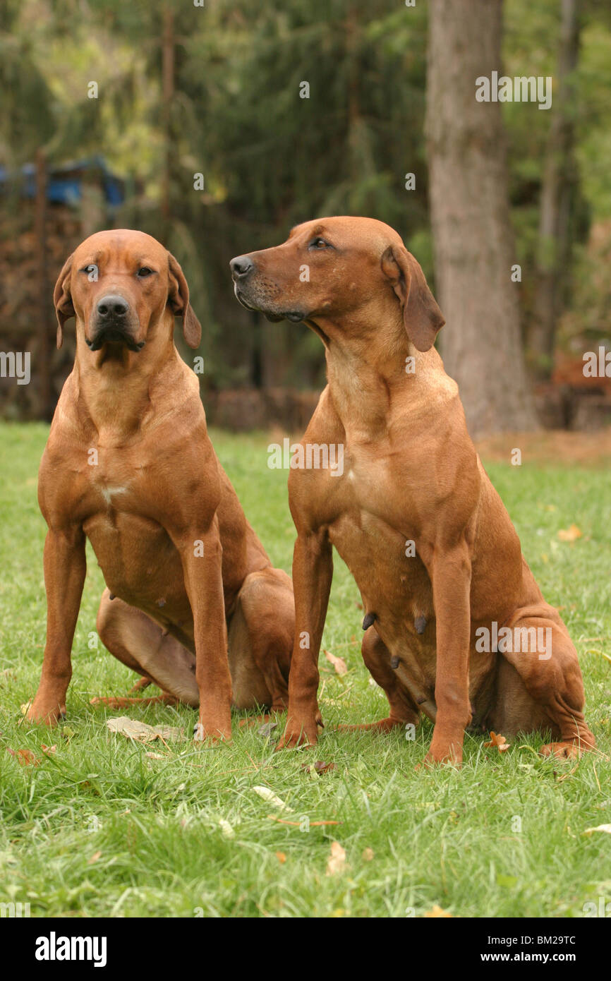 sitzende / sitting Rhodesian Ridgebacks Stock Photo - Alamy