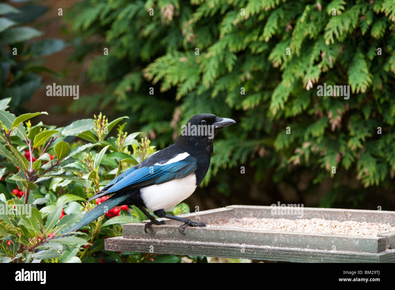 Magpies in the garden hi-res stock photography and images - Alamy