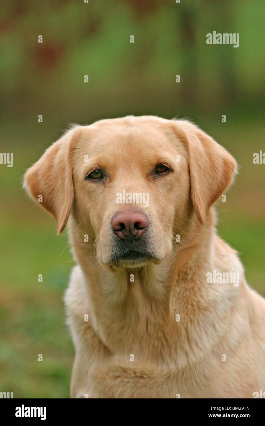 Labrador retriever hund jagdhund hi-res stock photography and images ...