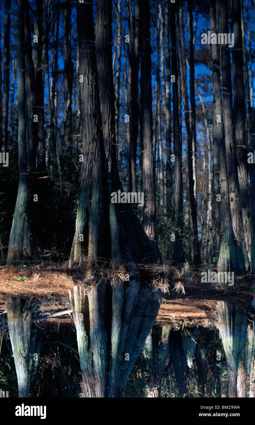 Cypress trees growing in swamp, Okefenokee Swamp, Okefenokee National ...