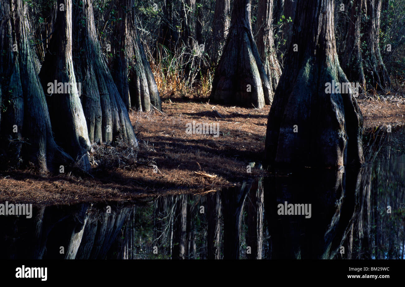 Cypress trees growing in swamp, Okefenokee Swamp, Okefenokee National ...