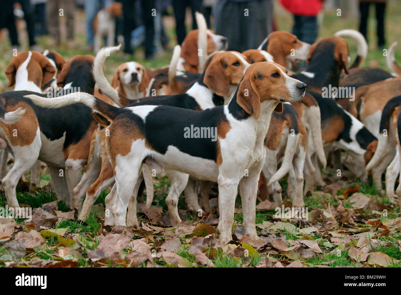 Beagle Dog Group at Peggy Bradley blog