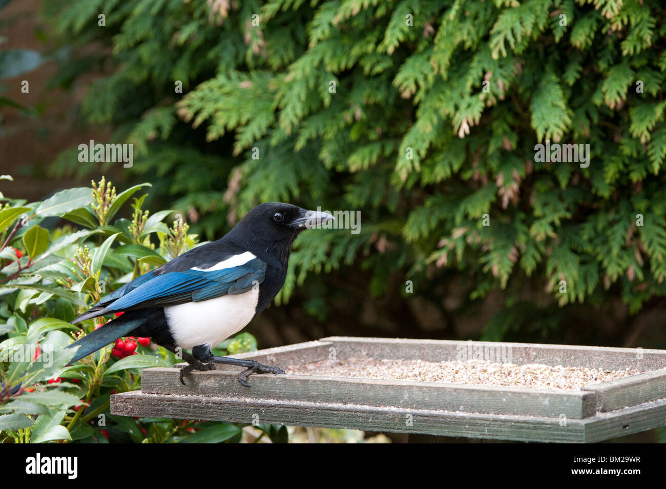 Magpies in the garden hi-res stock photography and images - Alamy