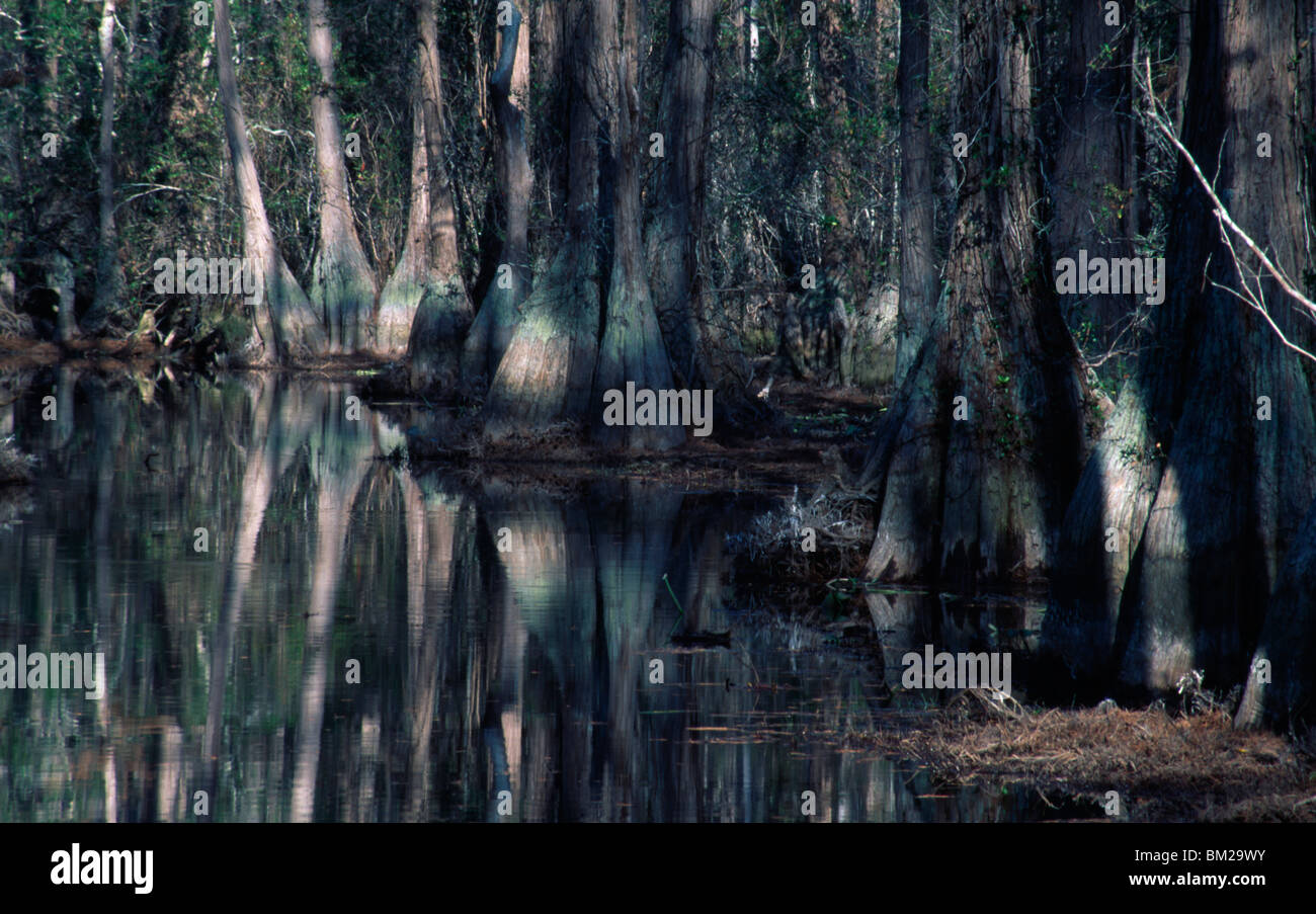 Cypress trees growing in swamp, Okefenokee Swamp, Okefenokee National ...