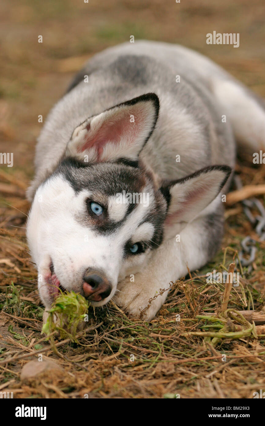 Sibirischer Husky / Sibirien Husky Stock Photo - Alamy