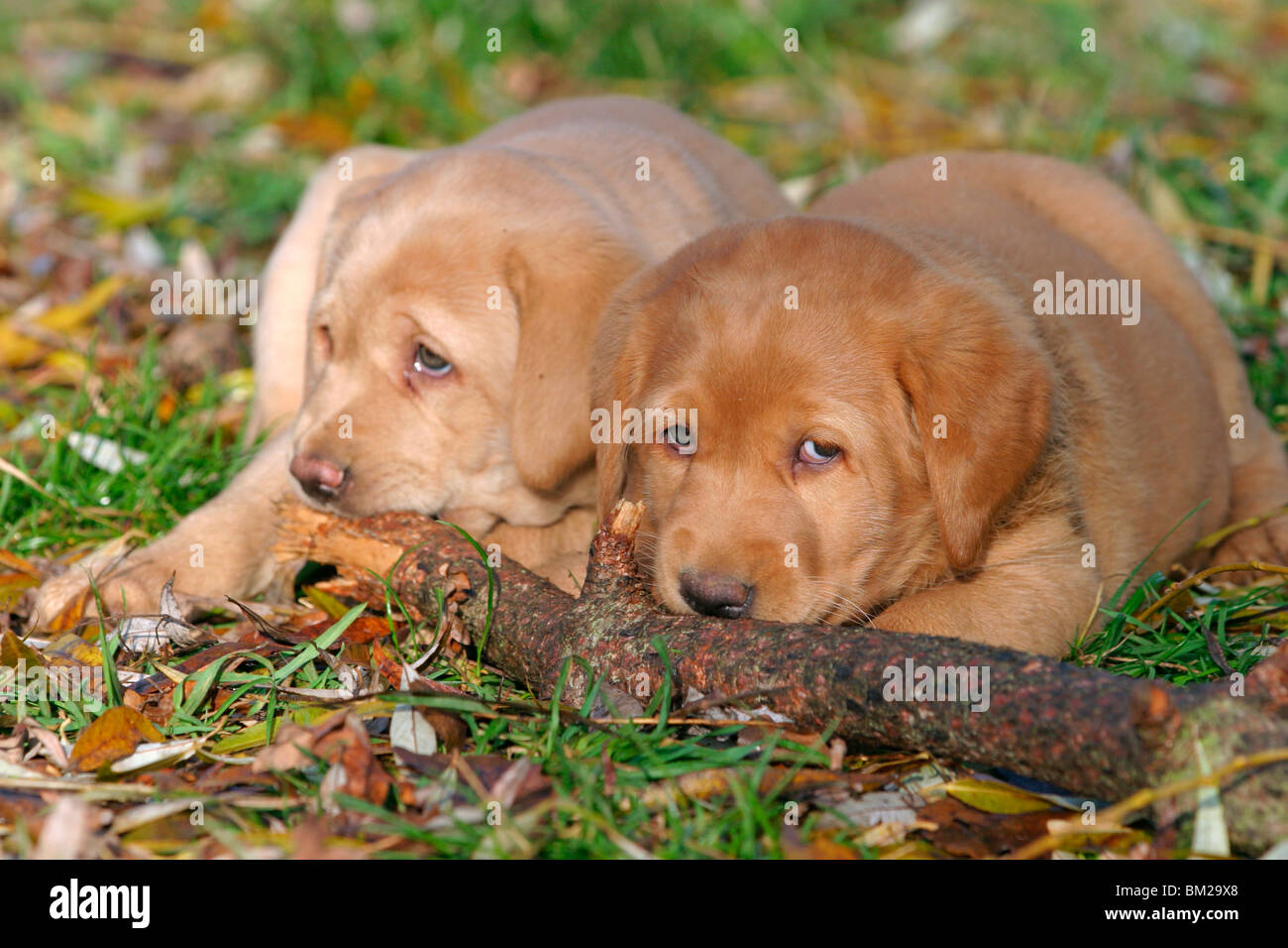 Labrador retriever hund jagdhund hi-res stock photography and images ...